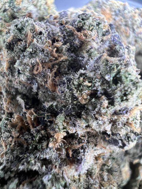 🛸 Permanent x Alien – Exotic In Thailand